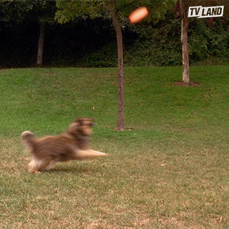 Puppy In The Park GIFs - Get the best GIF on GIPHY
