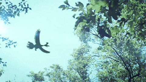 Hooh GIFs - Get the best GIF on GIPHY