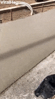 Girl-walks-straight-into-wet-cement GIFs - Get the best GIF on GIPHY