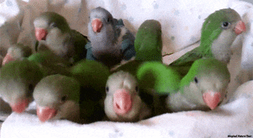 Parrot GIFs - Find & Share on GIPHY