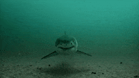 Shark Swimming Gif