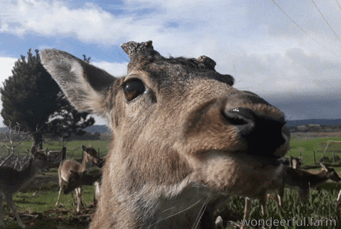 Funny Deer GIF by Wondeerful farm - Find & Share on GIPHY