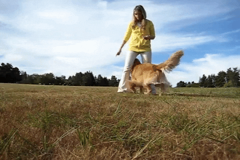 Golden Retriever Dog GIF - Find & Share on GIPHY
