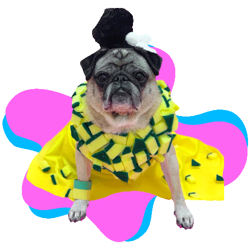 Drag Pug Sticker for iOS & Android | GIPHY