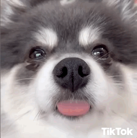 Dog GIF by TikTok - Find & Share on GIPHY