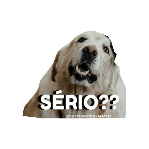 Serio Sticker by Duetto Fotografia Pet for iOS & Android | GIPHY