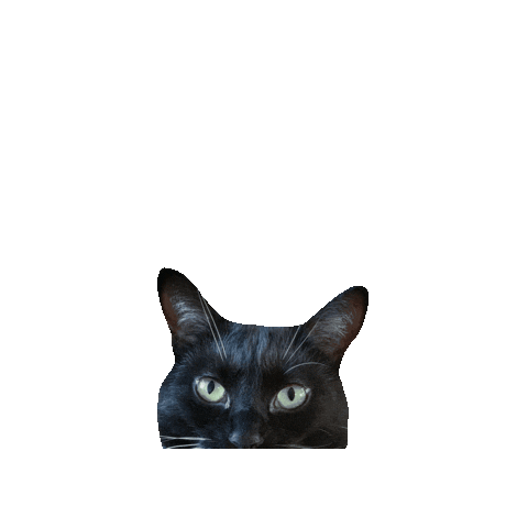 Transparent Cat Gif