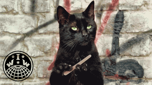 Black Cat GIF by Industrial Workers of the World - Find & Share on GIPHY