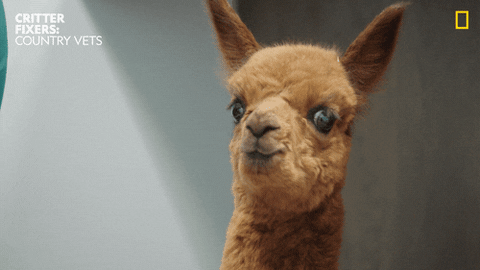 Whats Up Hello GIF by Nat Geo Wild - Find & Share on GIPHY