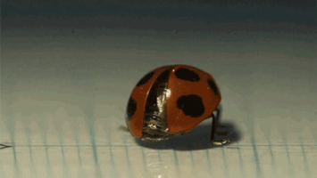 Ladybug GIFs - Find & Share on GIPHY
