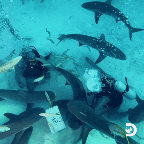 Diving GIF by Shark Week - Find & Share on GIPHY