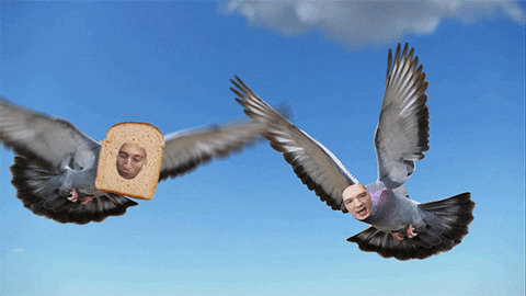 Birds Flying GIFs - Get the best GIF on GIPHY