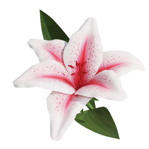 Lily Flower Sticker by rvd for iOS & Android | GIPHY