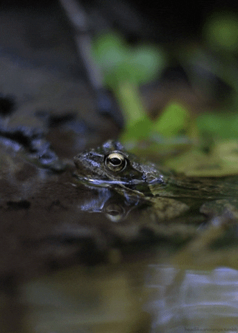 Common Frog GIF by Head Like an Orange - Find & Share on GIPHY