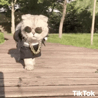 Fancy Cat Gif