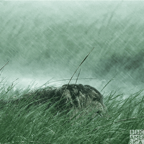 Rain Cat GIFs - Get the best GIF on GIPHY