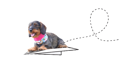 Dog Flying Sticker by Tales&Tails for iOS & Android | GIPHY