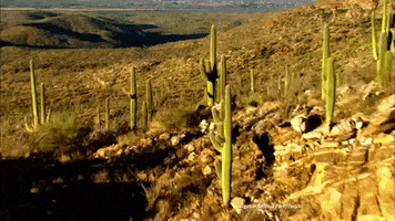 Arizona GIFs - Find & Share on GIPHY