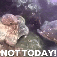 Octopus GIFS Galore! by OctoNation® The Largest Octopus Fan Club! | GIPHY