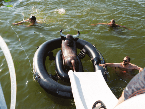Riding Bull Fail GIFs - Get the best GIF on GIPHY