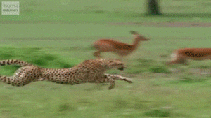 Cheetah Running Gif
