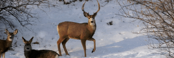 Mule Deer GIFs - Get the best GIF on GIPHY