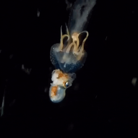 Go Fast Sea Creature GIF by OctoNation® The Largest Octopus Fan Club ...
