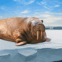 Happy Walrus Gif