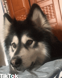 Embarrassed Puppy Gif
