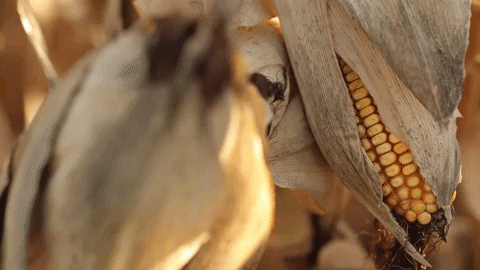 Growing Corn GIFs - Get the best GIF on GIPHY