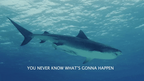 Eat Prey Chum GIF by Shark Week - Find & Share on GIPHY