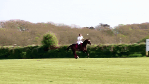Poloclub GIFs - Get the best GIF on GIPHY