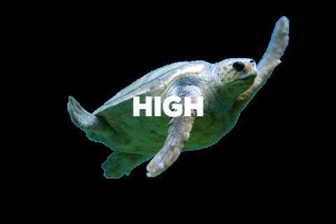 High Five Dude GIFs - Get the best GIF on GIPHY