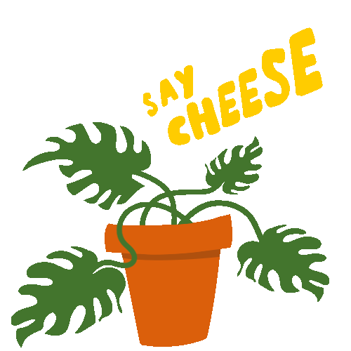 Cheese Plant Sticker by harrietphillips for iOS & Android | GIPHY