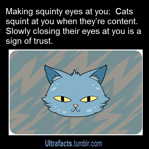Squinting Cat Gif