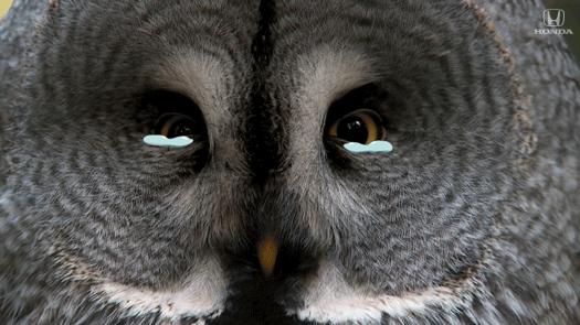 Sad Cry GIF by Honda - Find & Share on GIPHY