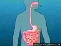 Digestive System Gif