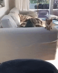 Kitten Jump Fail Gif