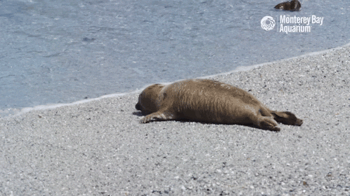 Marine Mammal GIFs - Get the best GIF on GIPHY