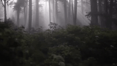 Dark Forest Gif