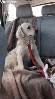 Dog-slobber GIFs - Get the best GIF on GIPHY