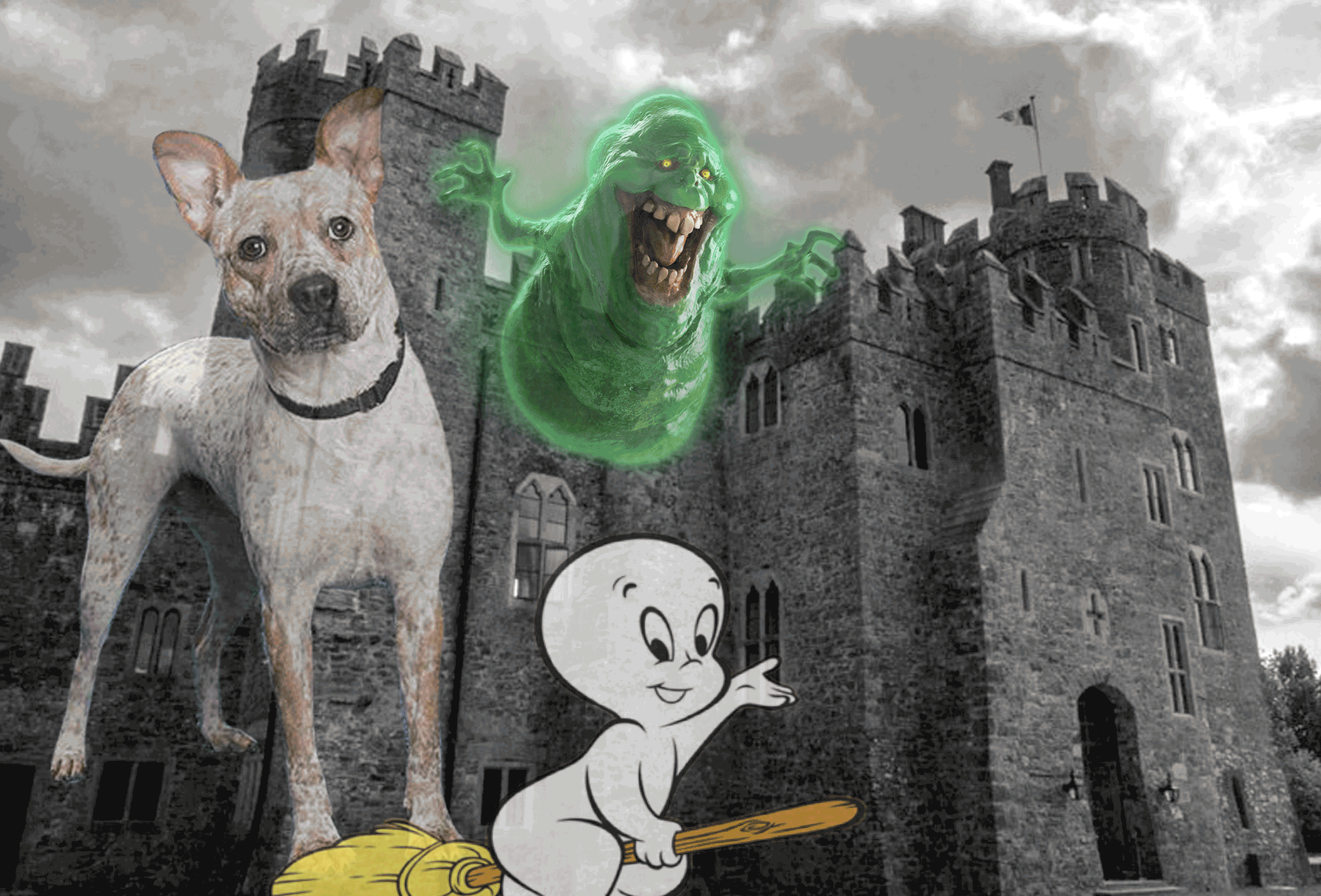 GIF by Nebraska Humane Society - Find & Share on GIPHY