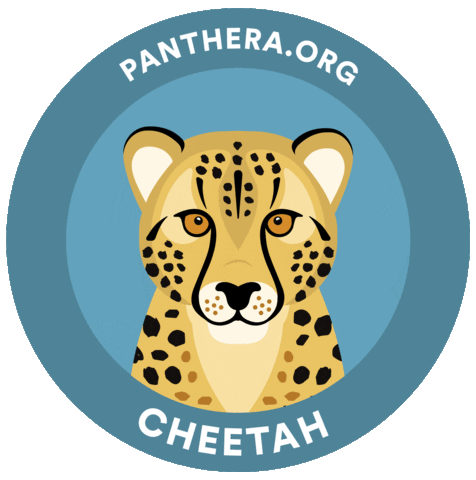 Cheetah Sticker by Pantheracats for iOS & Android | GIPHY
