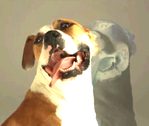 Animation Dogs GIF by weinventyou - Find & Share on GIPHY