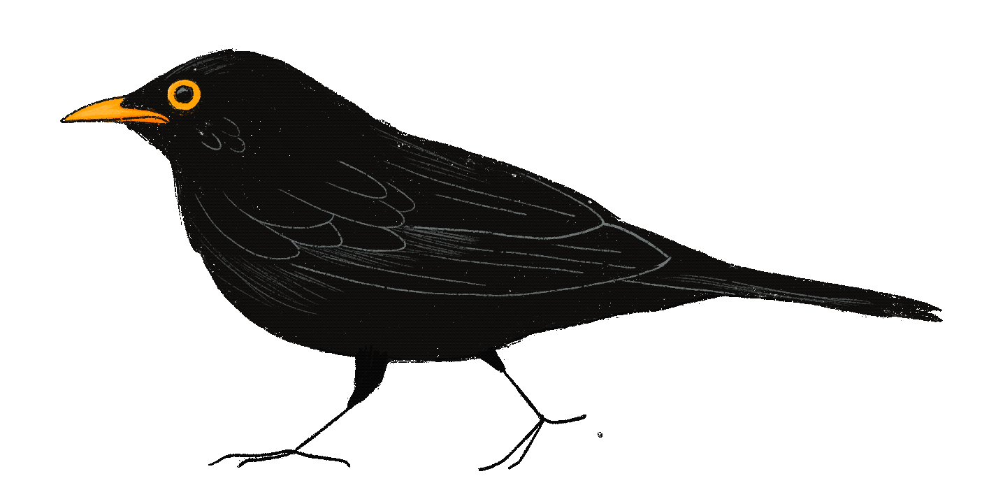 Black Bird Sticker by Nazaret Escobedo for iOS & Android | GIPHY
