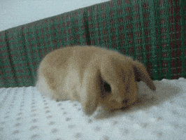 Floppy Eared GIFs - Get the best GIF on GIPHY