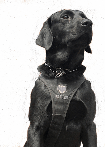 Glock K9 GIFs - Get the best GIF on GIPHY