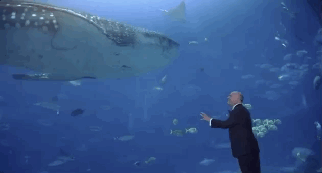 I Love You GIF by Shark Week - Find & Share on GIPHY