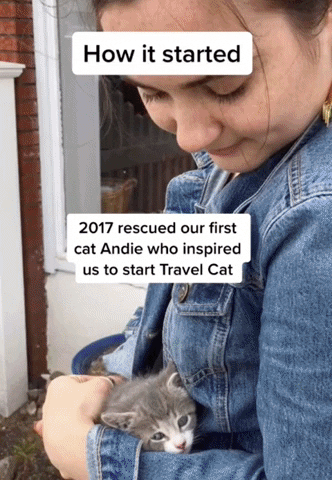 GIF by Your Cat Backpack Travel Cat - Find & Share on GIPHY