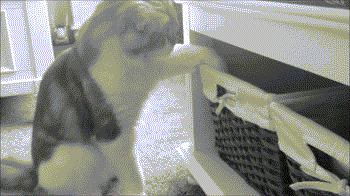 New Giphy photo tagged: cat, maine coon – Cats On Web